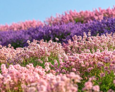 Pati Valpati: Umfassender Ansatz zur Lebens-Balance und Wohlbefinden